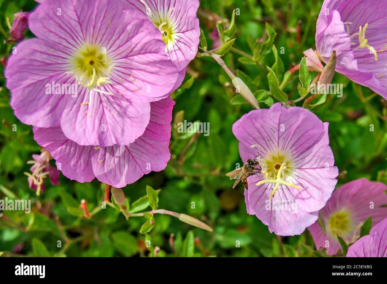 Evening primrose bee hi-res stock photography and images - Alamy