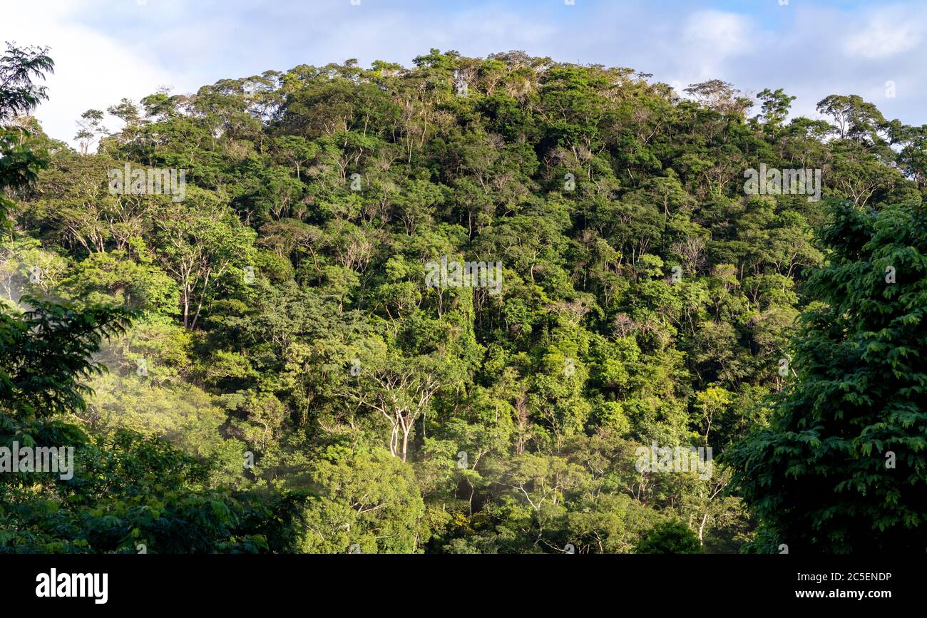 Temperate forest canopy hi-res stock photography and images - Alamy