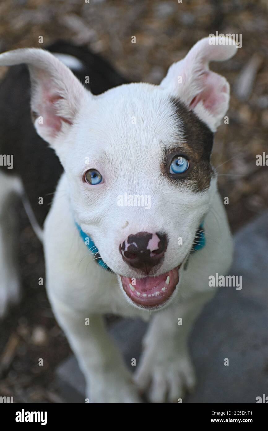 Blue eyed puppy smiling Stock Photo - Alamy