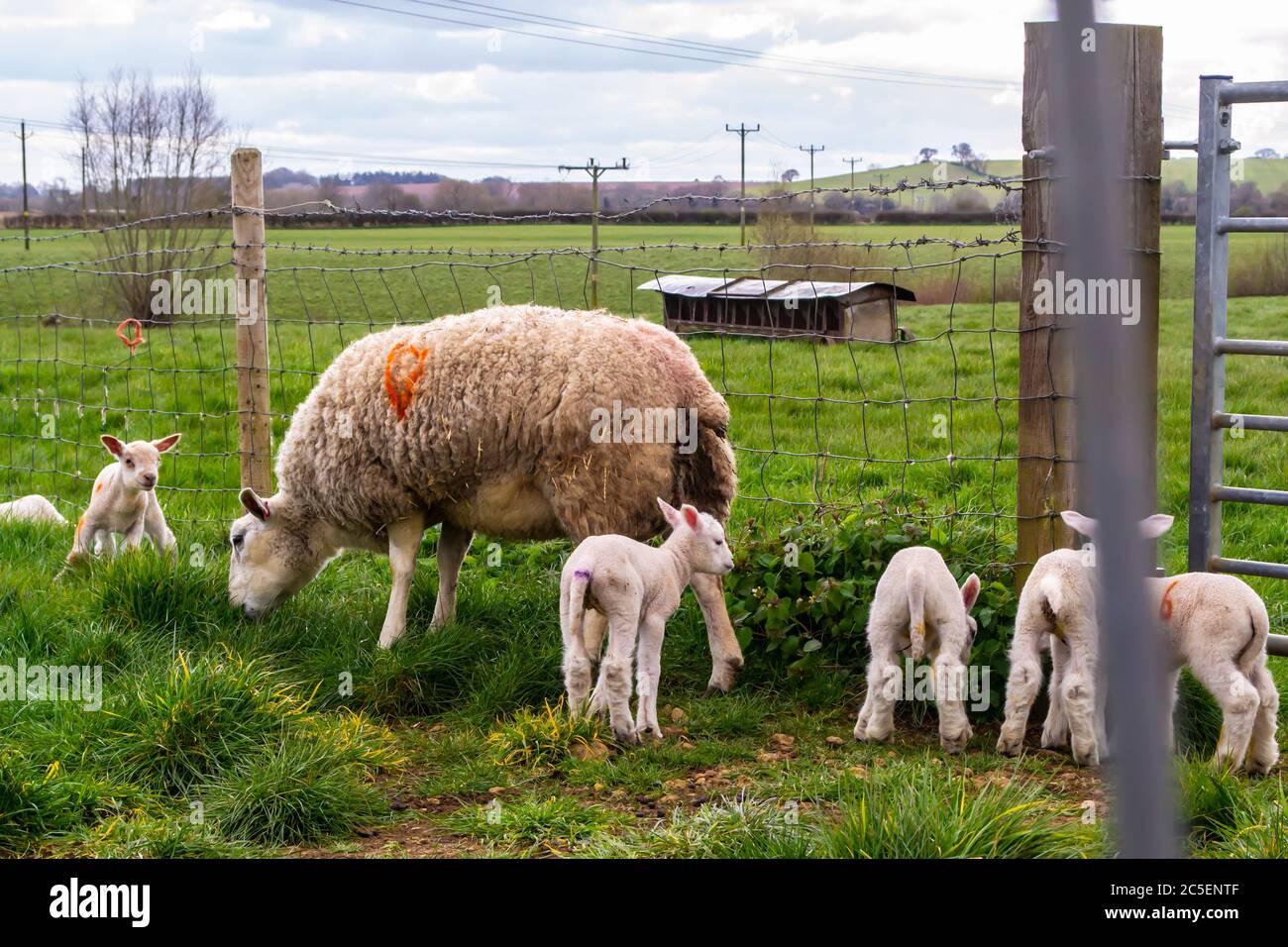 Lambs and sheep in a field in Rutland, England Stock Photo - Alamy