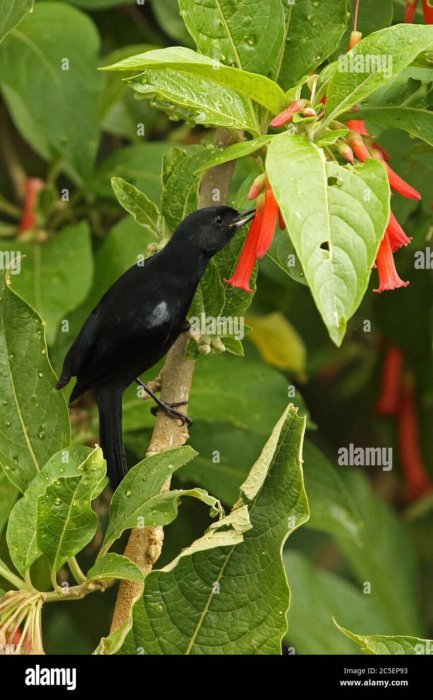 Bogota flower hi-res stock photography and images - Alamy