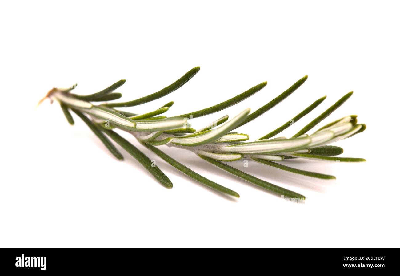small rosemary twig isolated on white background Stock Photo - Alamy