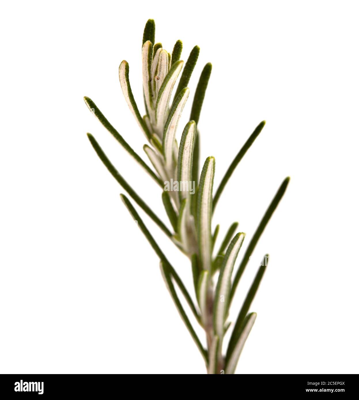 small rosemary twig isolated on white background Stock Photo - Alamy