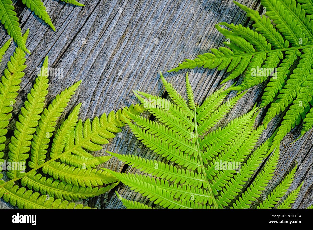Green fern leaves wooden background. Green sprigs of fern with leaves ...