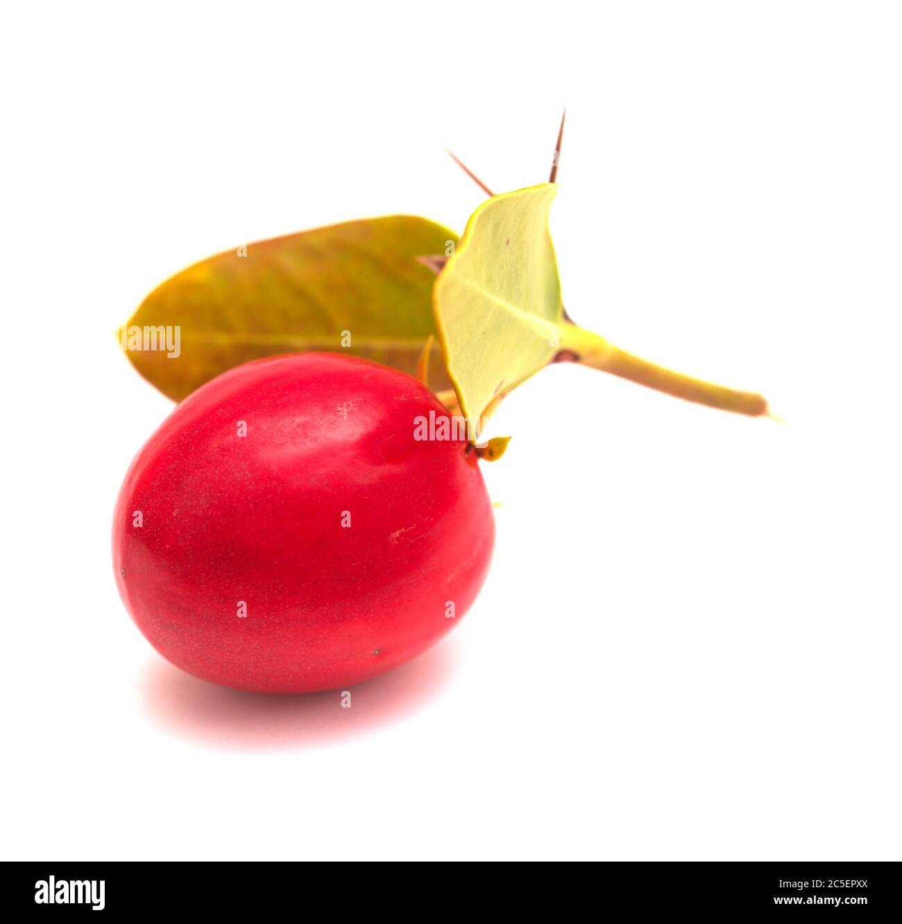 Natal plum, Carissa macrocarpa ripe red edible fruit, traditional food ...