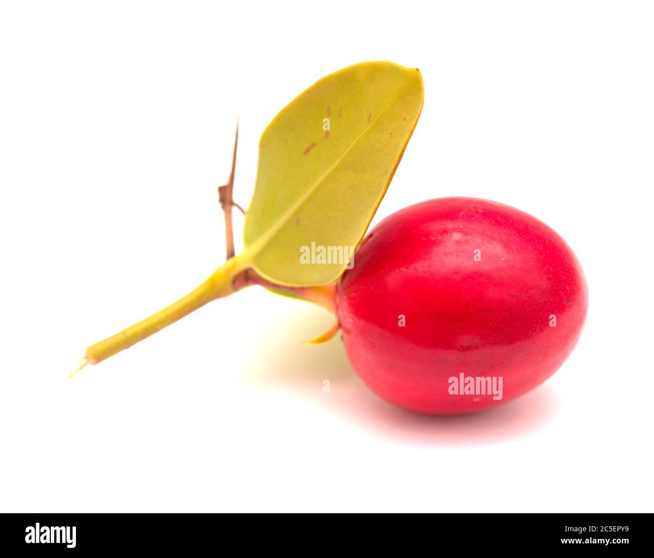 Natal plum, Carissa macrocarpa ripe red edible fruit, traditional food ...