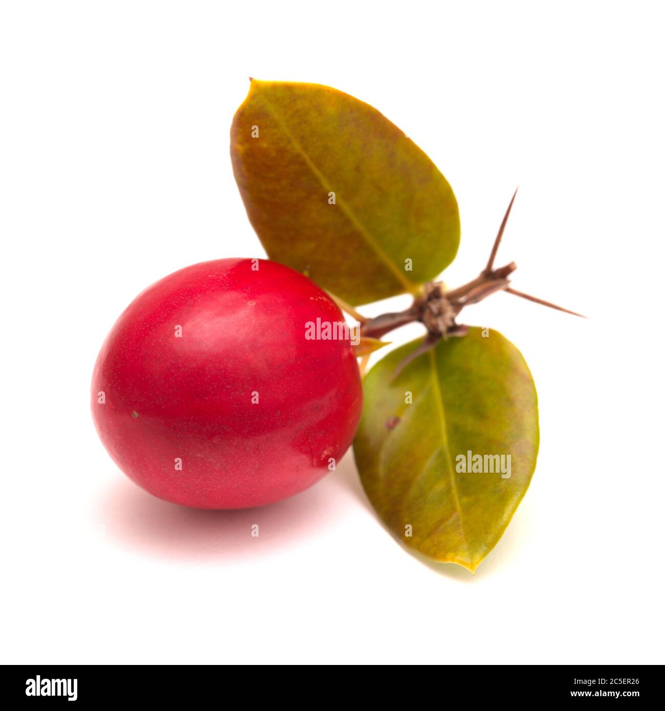 Natal plum, Carissa macrocarpa ripe red edible fruit, traditional food ...