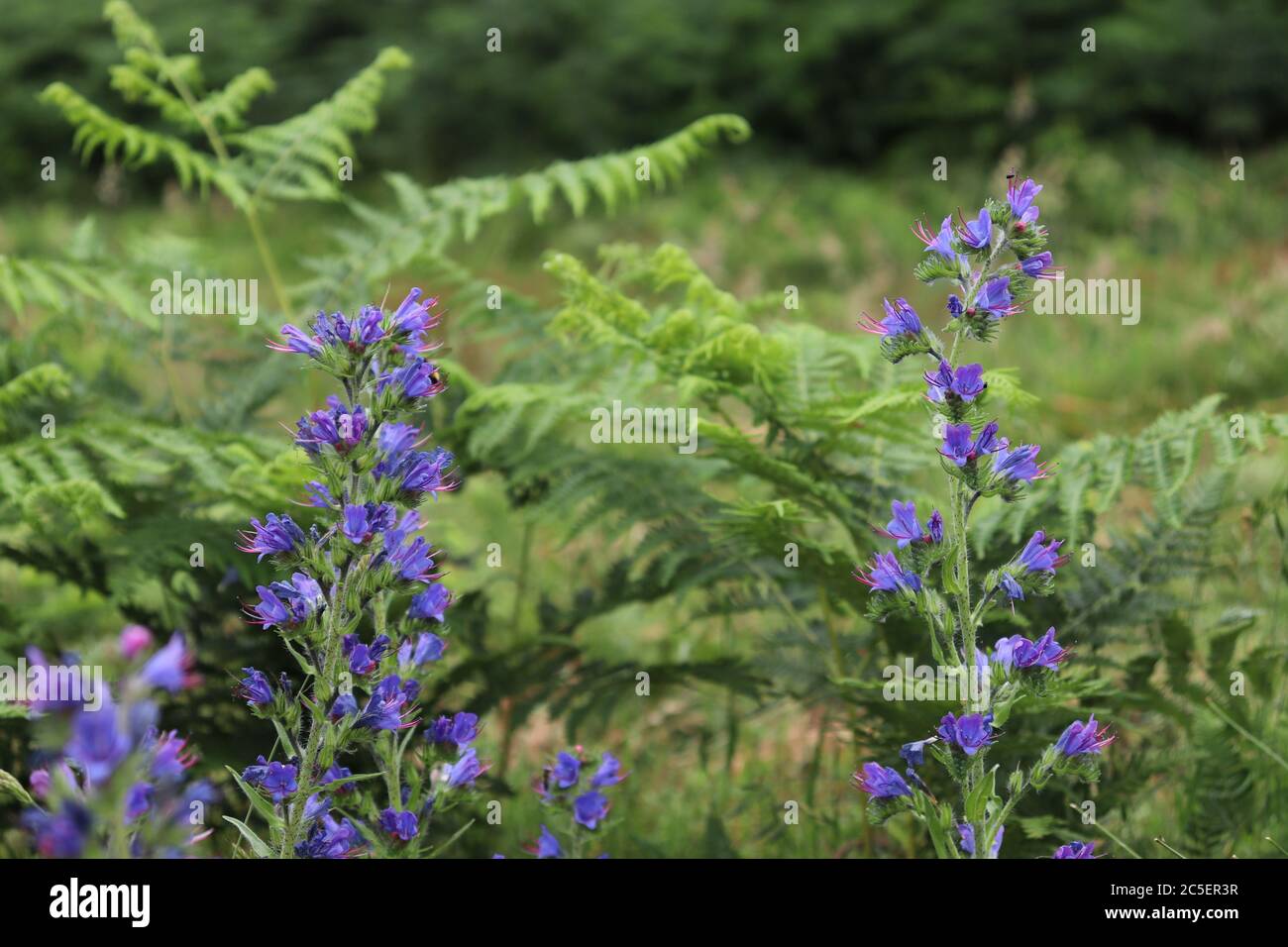 An image of Viper Bugloss near Sutton Hoo, England Stock Photo - Alamy