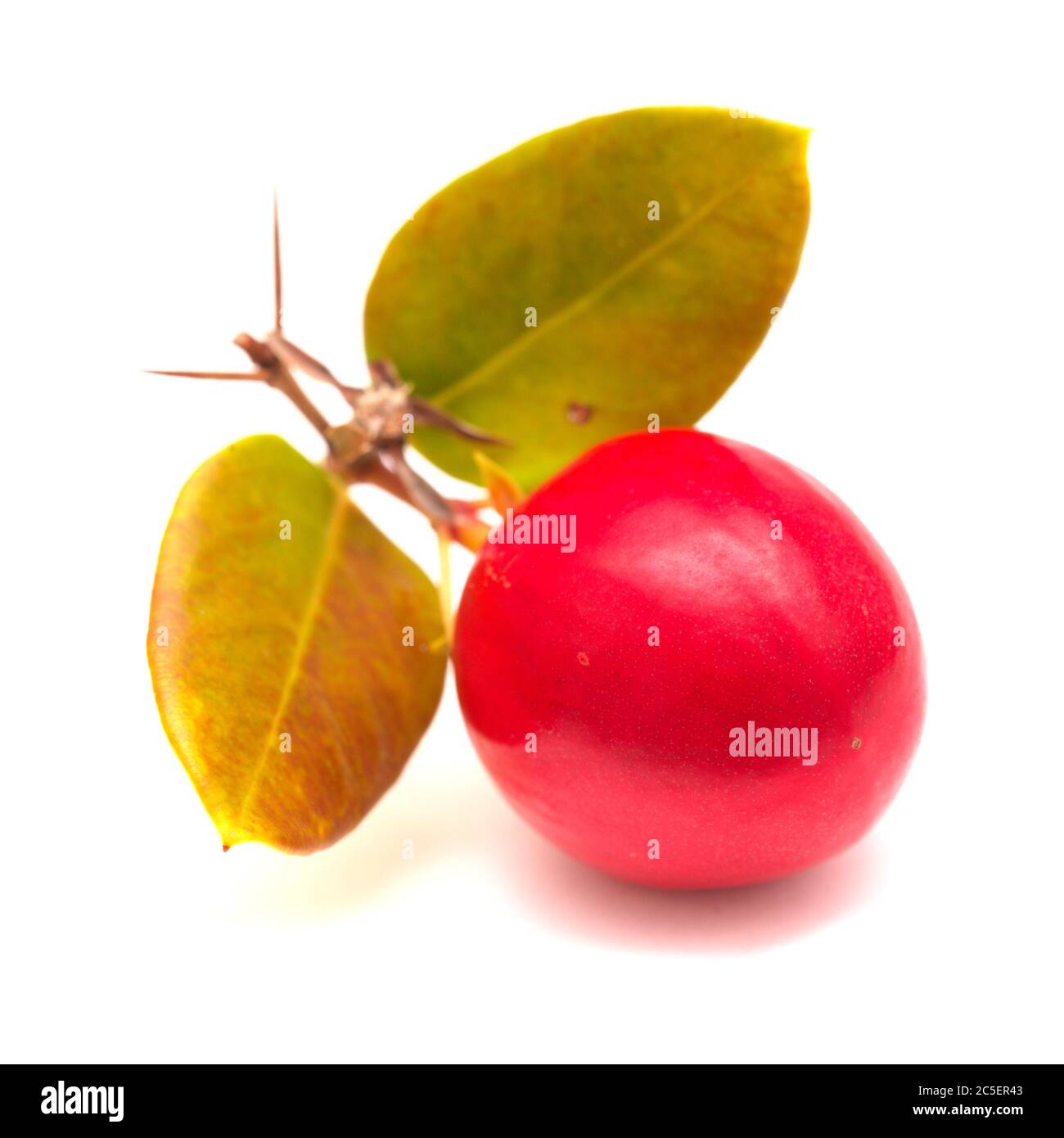 Natal plum, Carissa macrocarpa ripe red edible fruit, traditional food ...