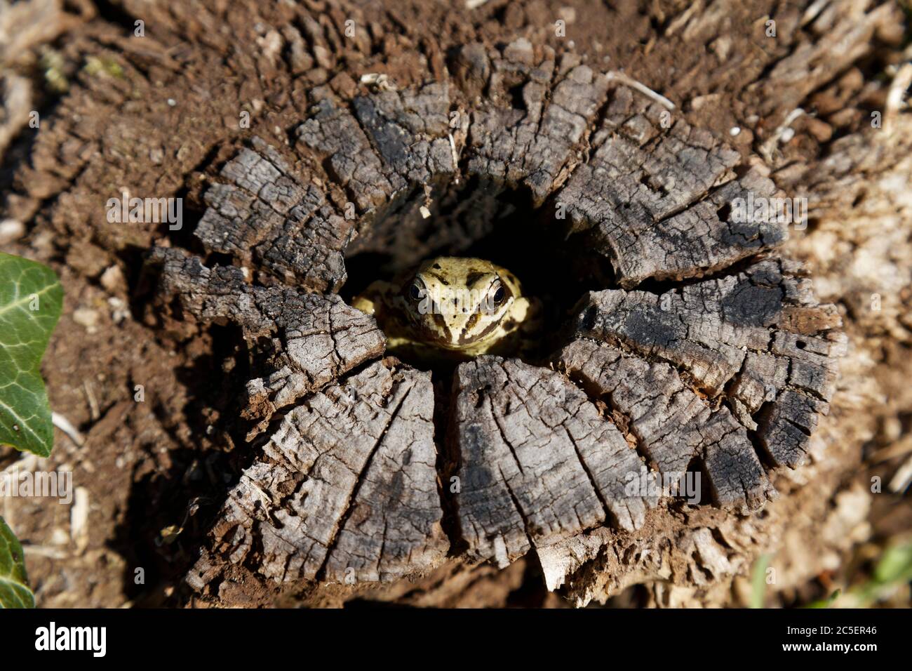 Tree hollow tree frog hi-res stock photography and images - Alamy
