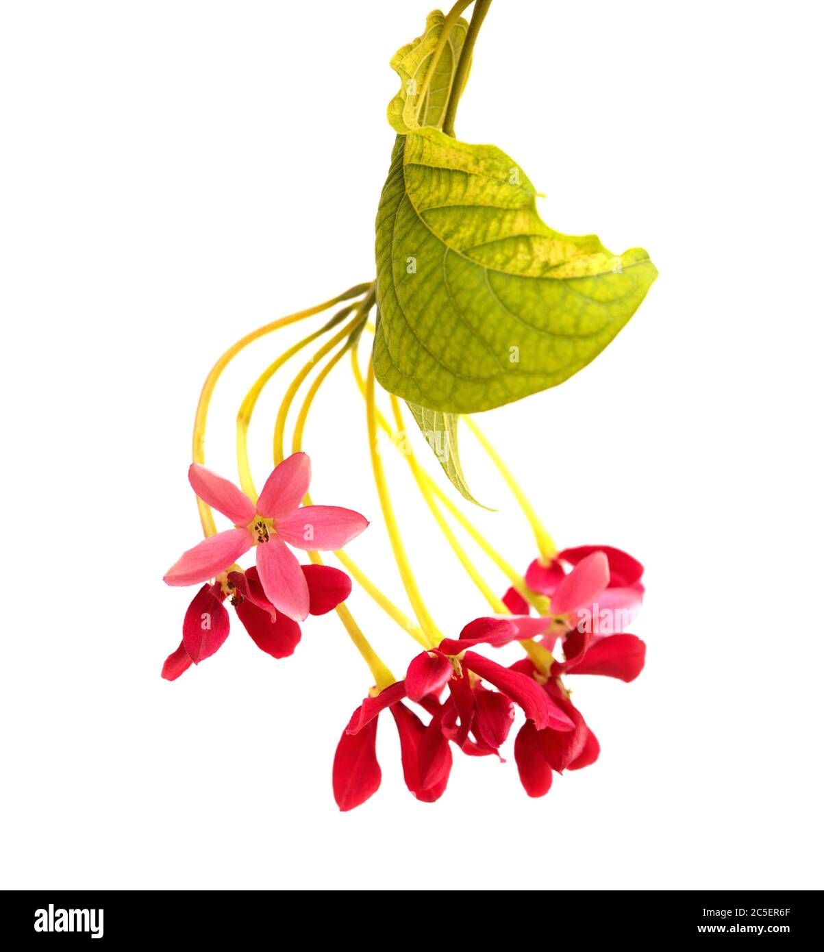 Combretum indicum, Chinese honeysuckle flowers isolated on white Stock ...