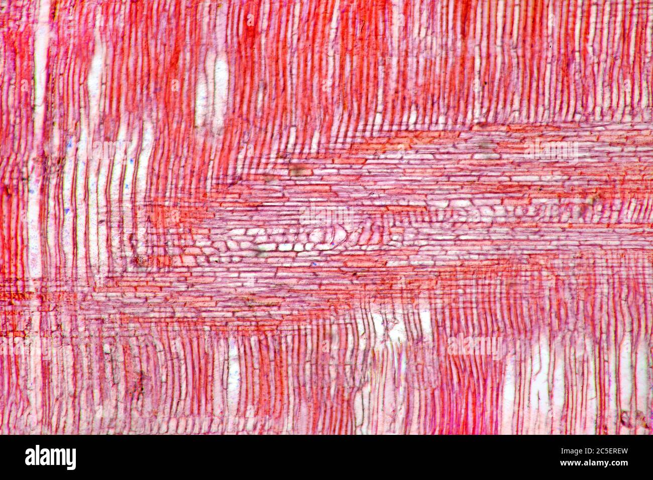 Plant stem anatomy hi-res stock photography and images - Alamy