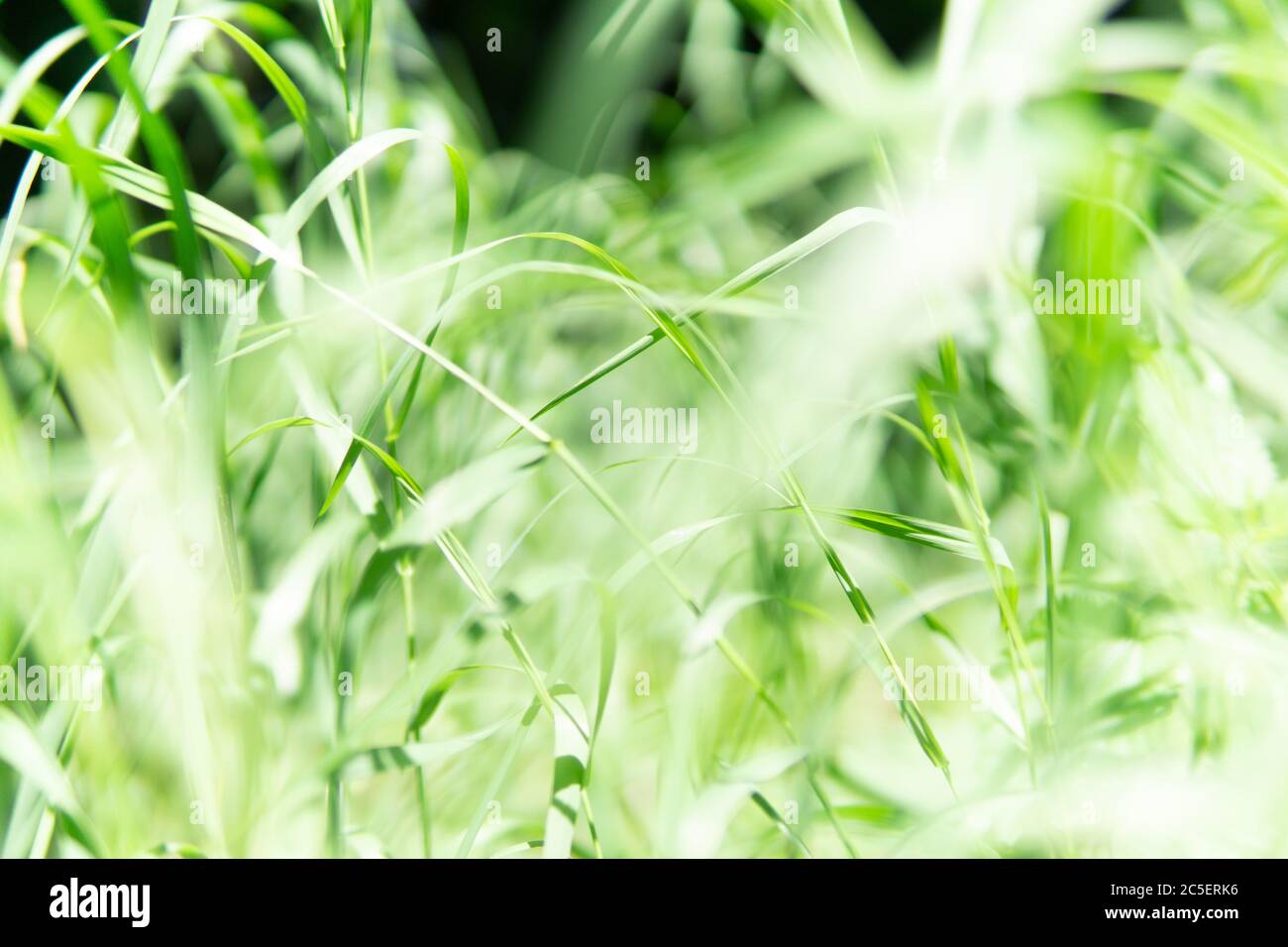 Grass Background High Resolution Stock Photography and Images - Alamy