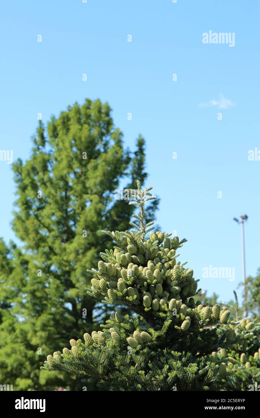The top of a Fir tree filled with pinecones in the summer Stock Photo ...