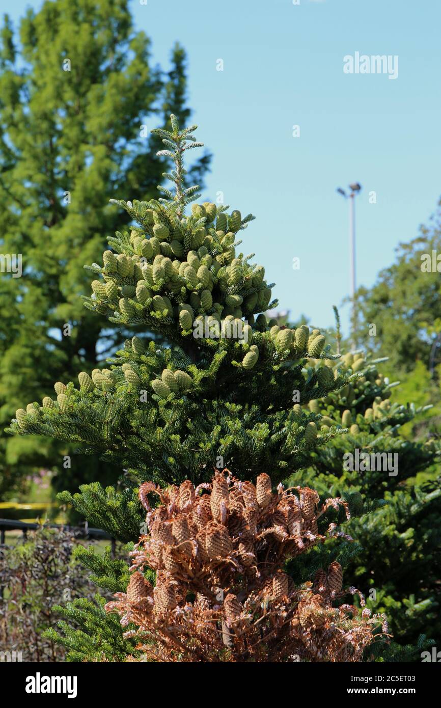 A dried out, dead fir tree in front of a thriving Fir tree filled with ...