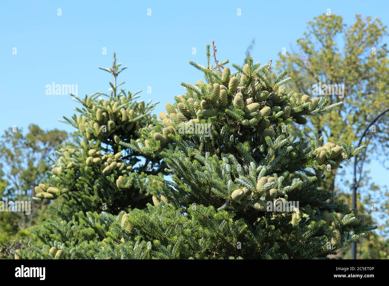 The top of two fir trees filled with green pinecones in summer in ...