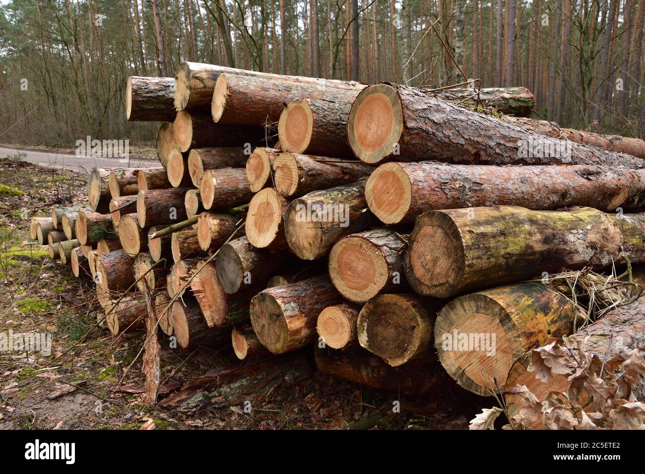Tree trunks cut and stacked arranged and prepared for removal from the ...