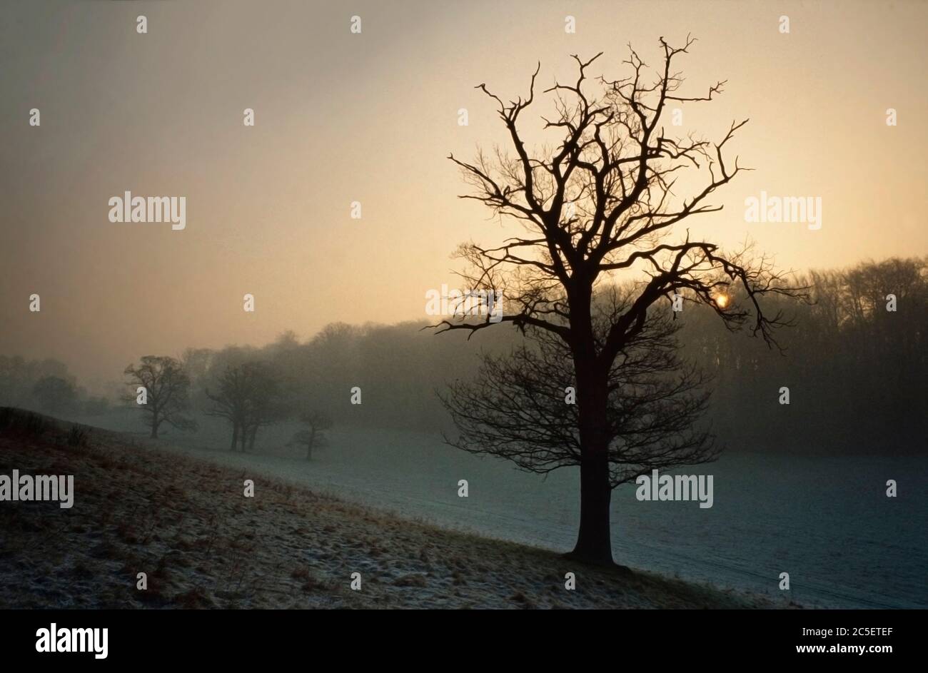 Stark tree hi-res stock photography and images - Alamy