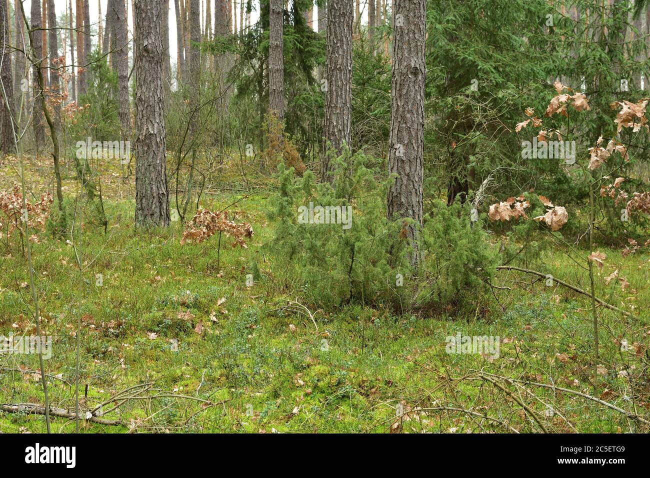 Pine litter hi-res stock photography and images - Alamy