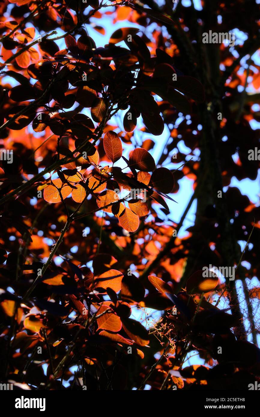 Bottom view of red leaves in tree top. Dark scene with warm red orange ...