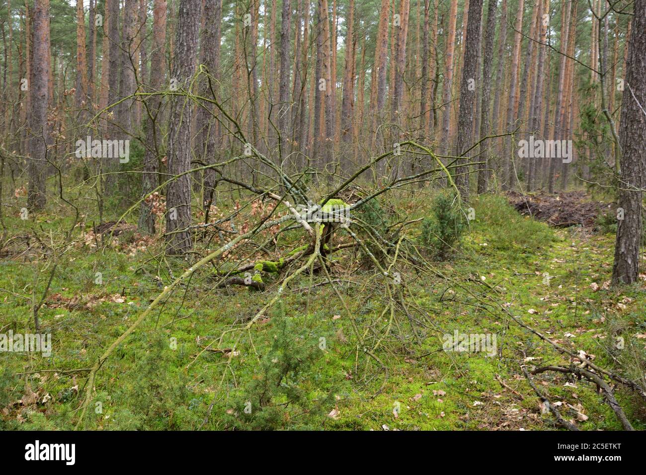 The wind broke the tree. Roots and trunk of an overturned tree. Cloudy ...