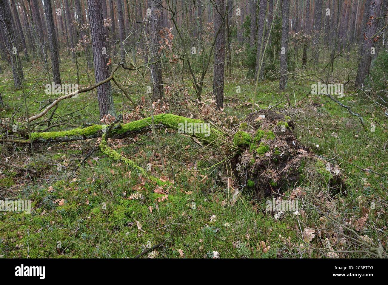 The wind broke the tree. Roots and trunk of an overturned tree. Cloudy ...