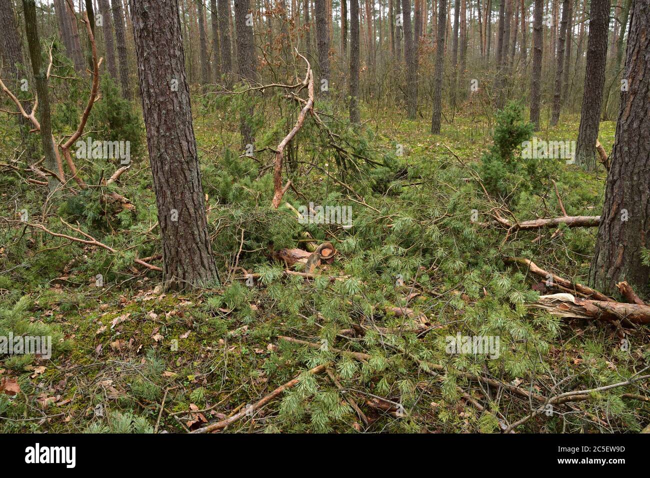 The wind broke the tree. Roots and trunk of an overturned tree. Cloudy ...