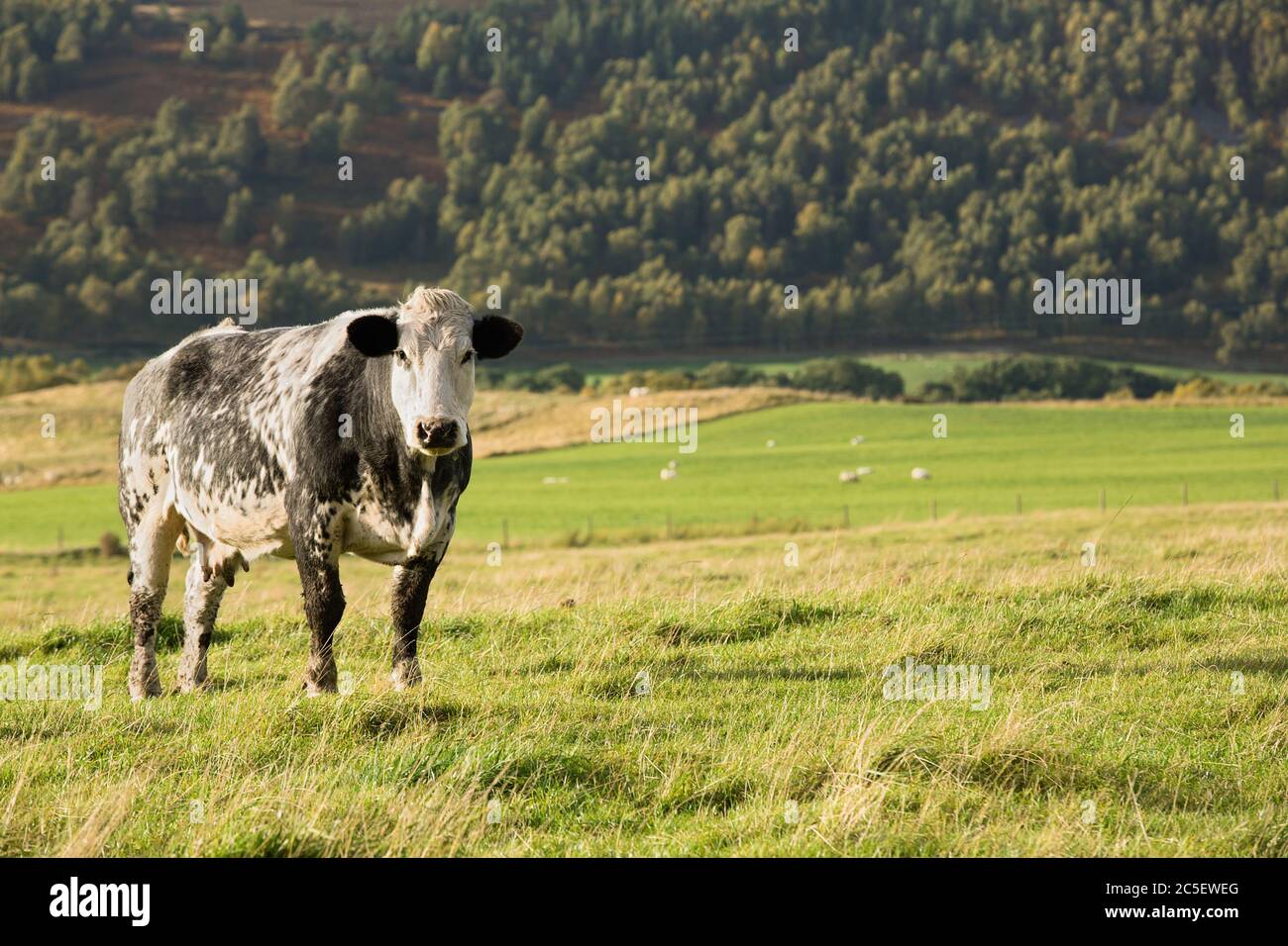 Black and white dappled cow standing in green field Stock Photo - Alamy