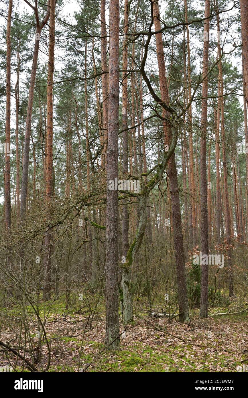 Backdrop spring growth earth hi-res stock photography and images - Alamy