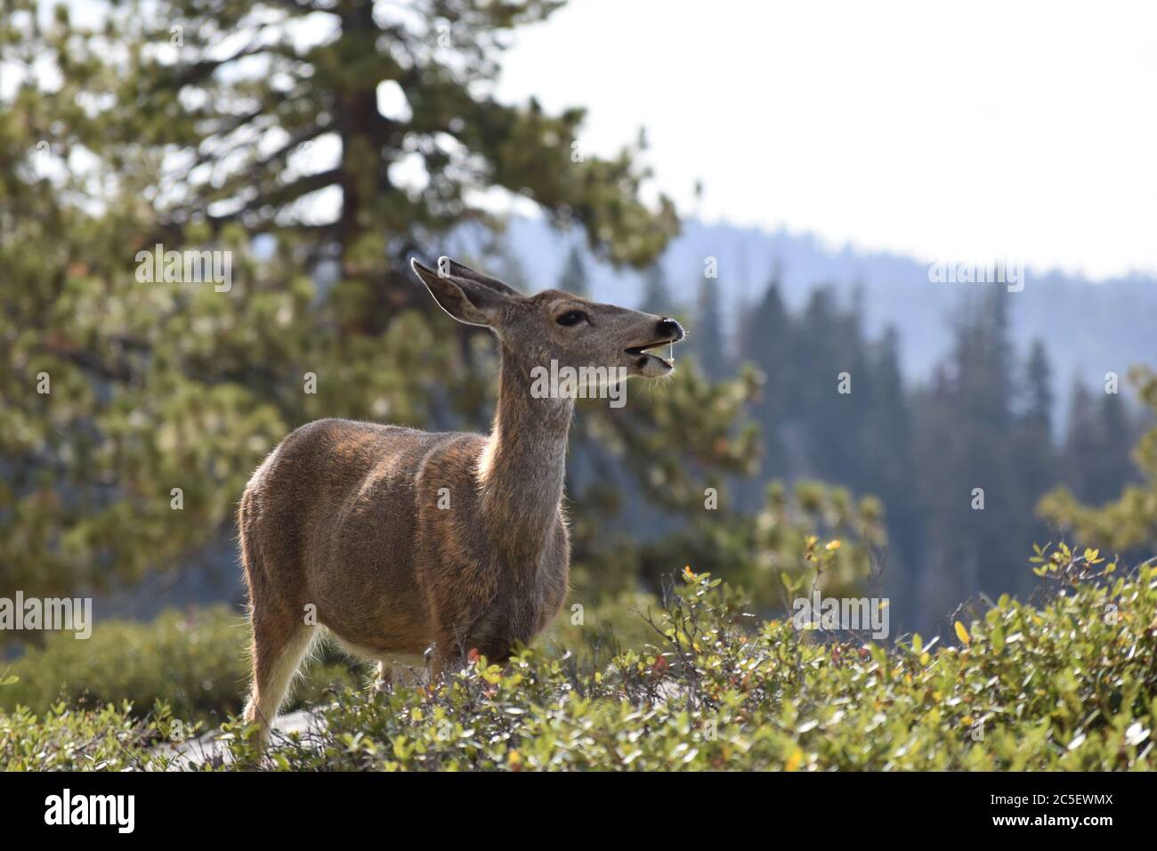 A mule deer (Odocoileus hemionus) surrounded by trees and foliage ...