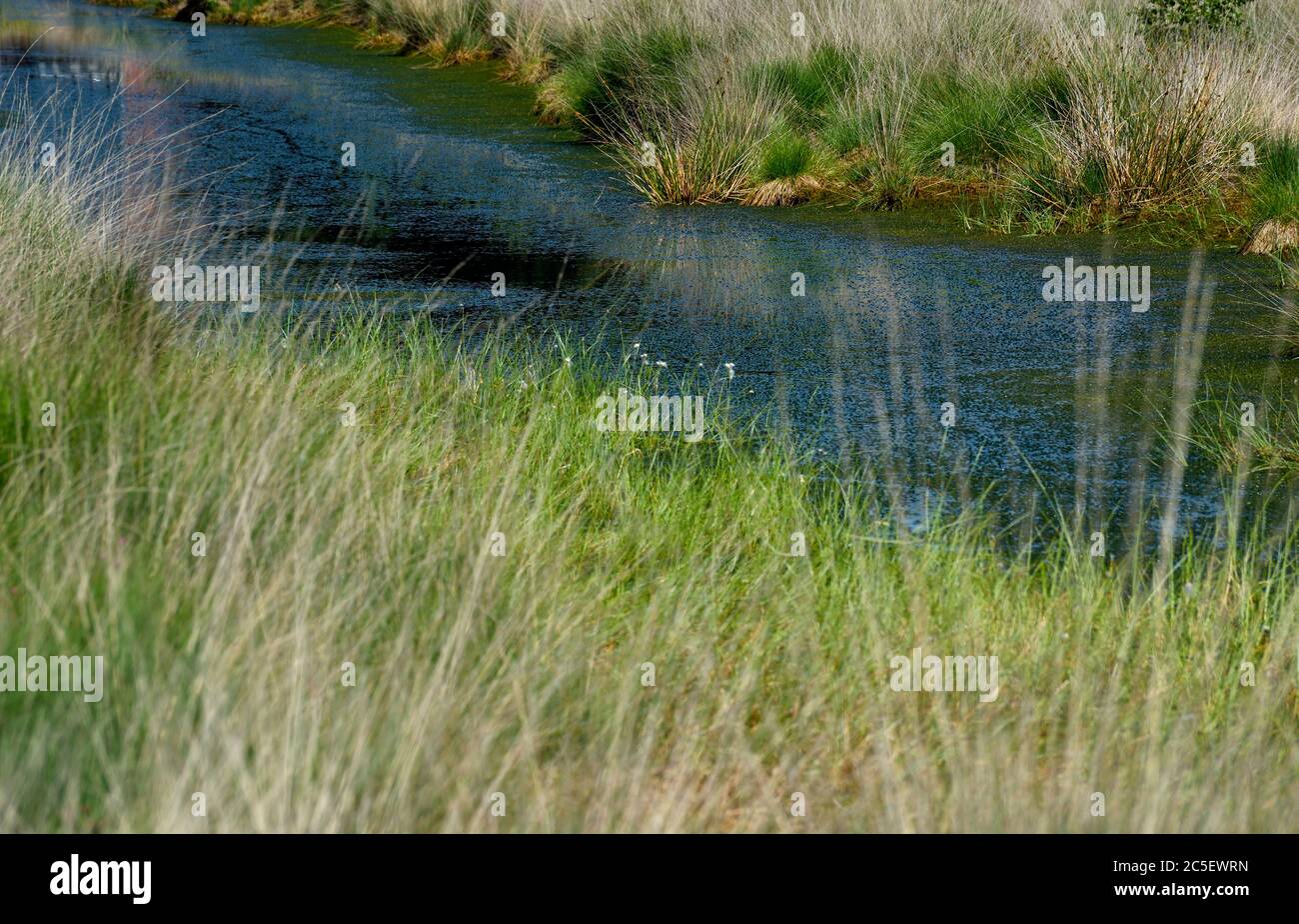 Moor moorland peat bog marsh hi-res stock photography and images - Alamy