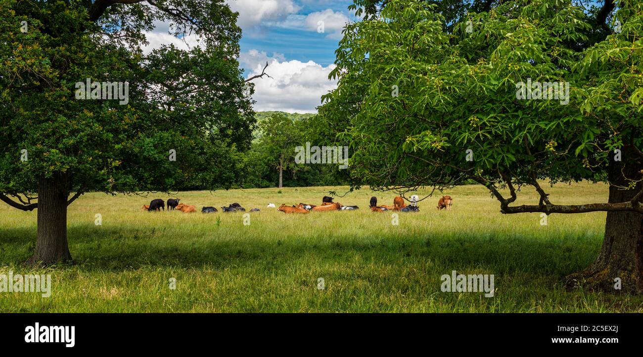 Cows near Boxley, Maidstone, Kent Stock Photo - Alamy