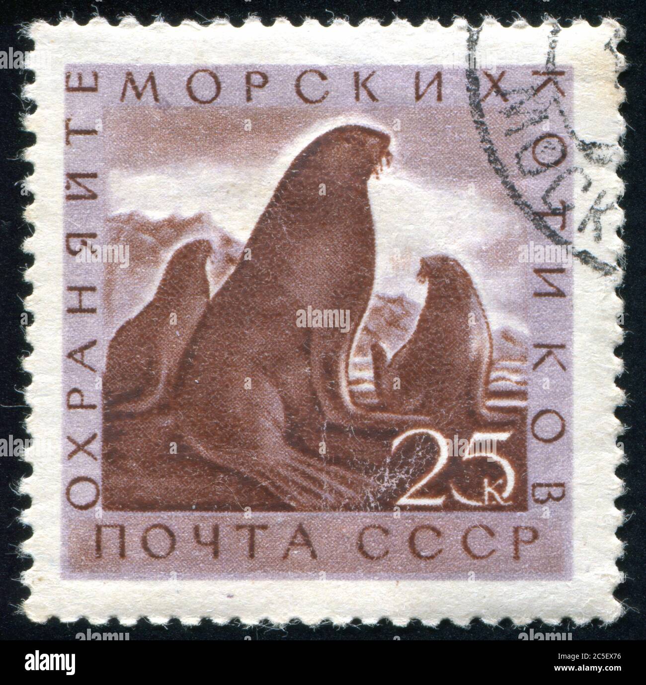 RUSSIA - CIRCA 1960: stamp printed by Russia, shows Fur seals, circa ...
