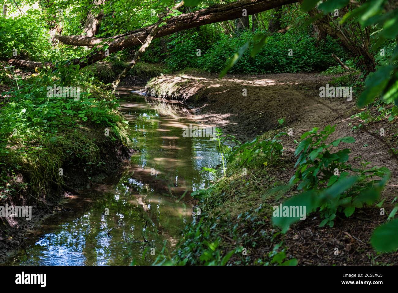 Stream running through Cuckoo woods in Sandling near Maidstone in Kent ...