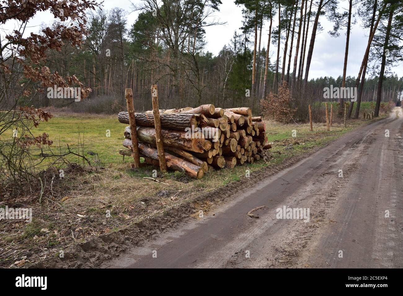 Tree trunks cut and stacked arranged and prepared for removal from the ...