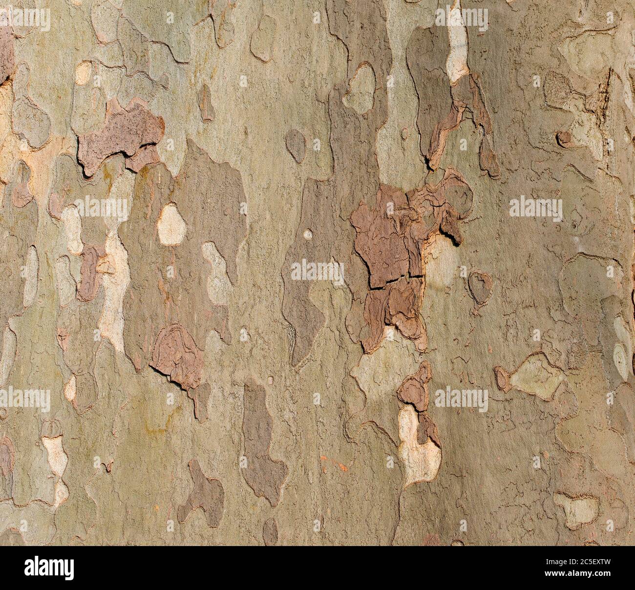 Close up sycamore tree bark hi-res stock photography and images - Alamy