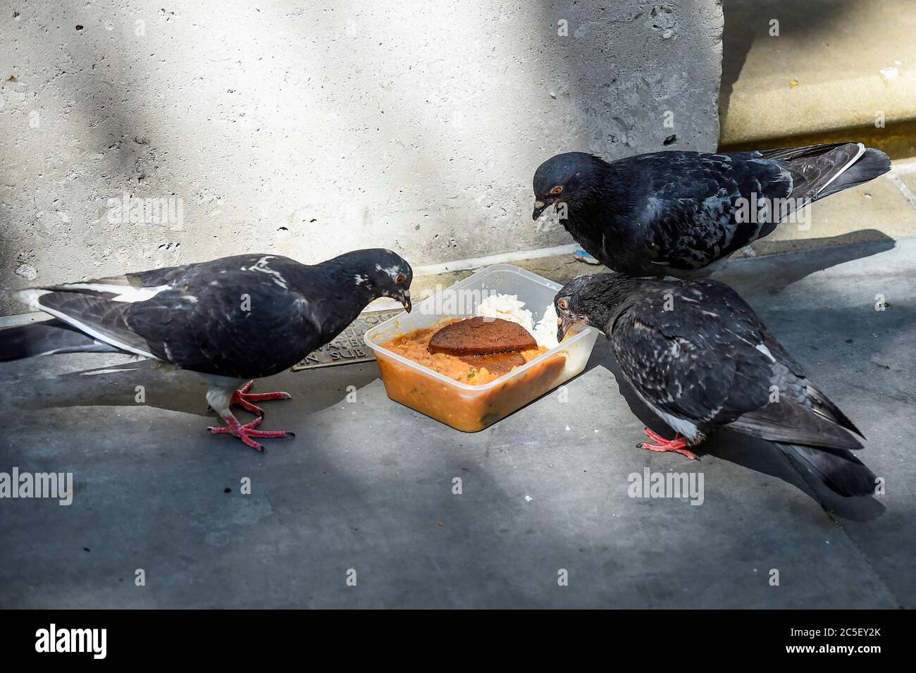 Columba livia funny hi-res stock photography and images - Alamy