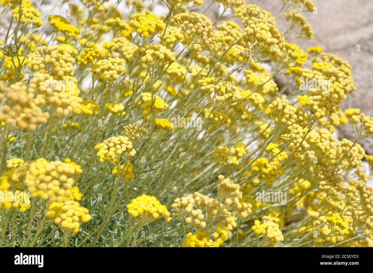 Immortelle medicinal yellow blossom flower. Flowers of helichrysum ...