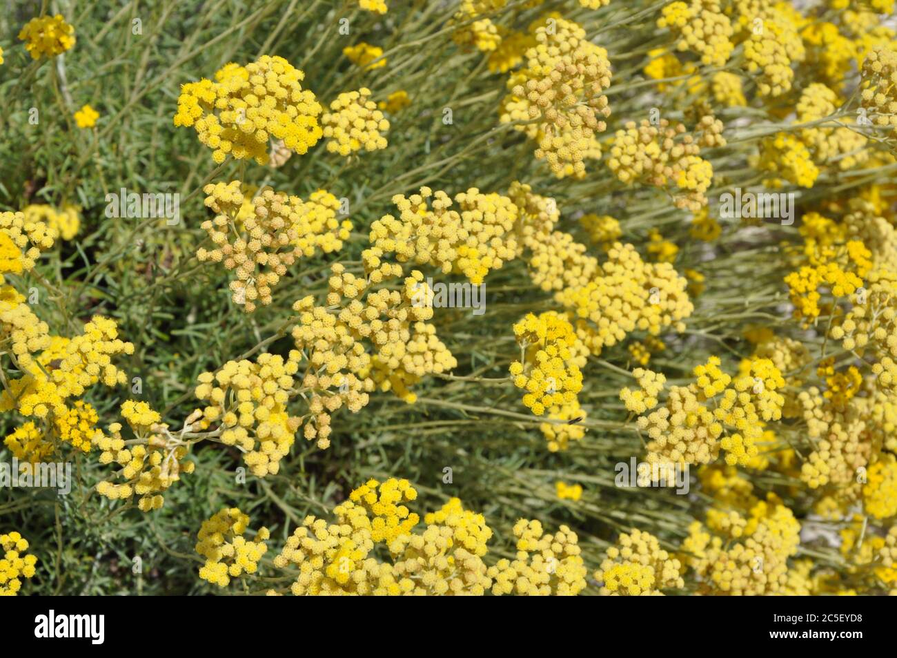 Immortelle medicinal yellow blossom flower. Flowers of helichrysum ...