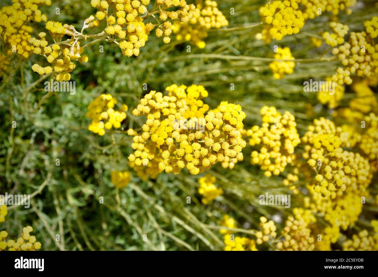 Immortelle medicinal yellow blossom flower. Flowers of helichrysum ...