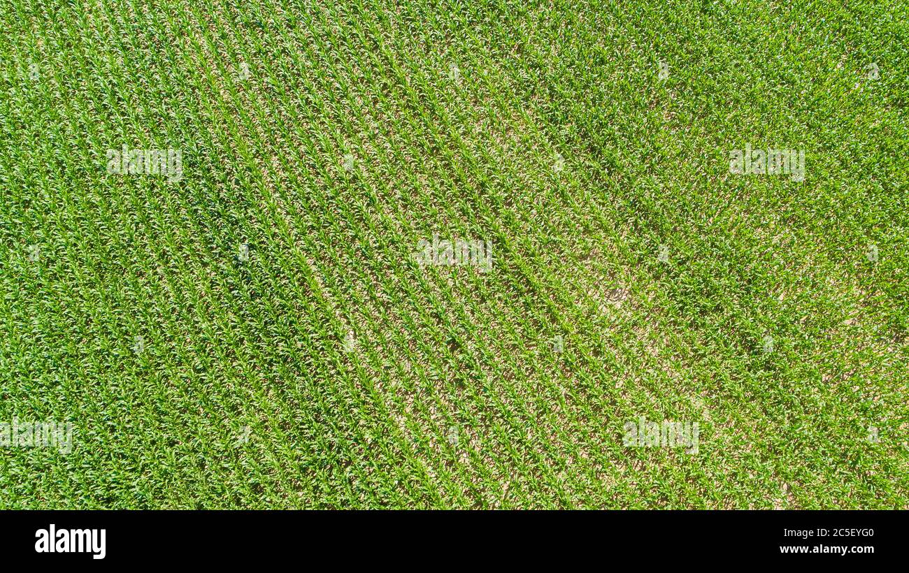 Green lawn for background. Green grass background texture. Top angle ...