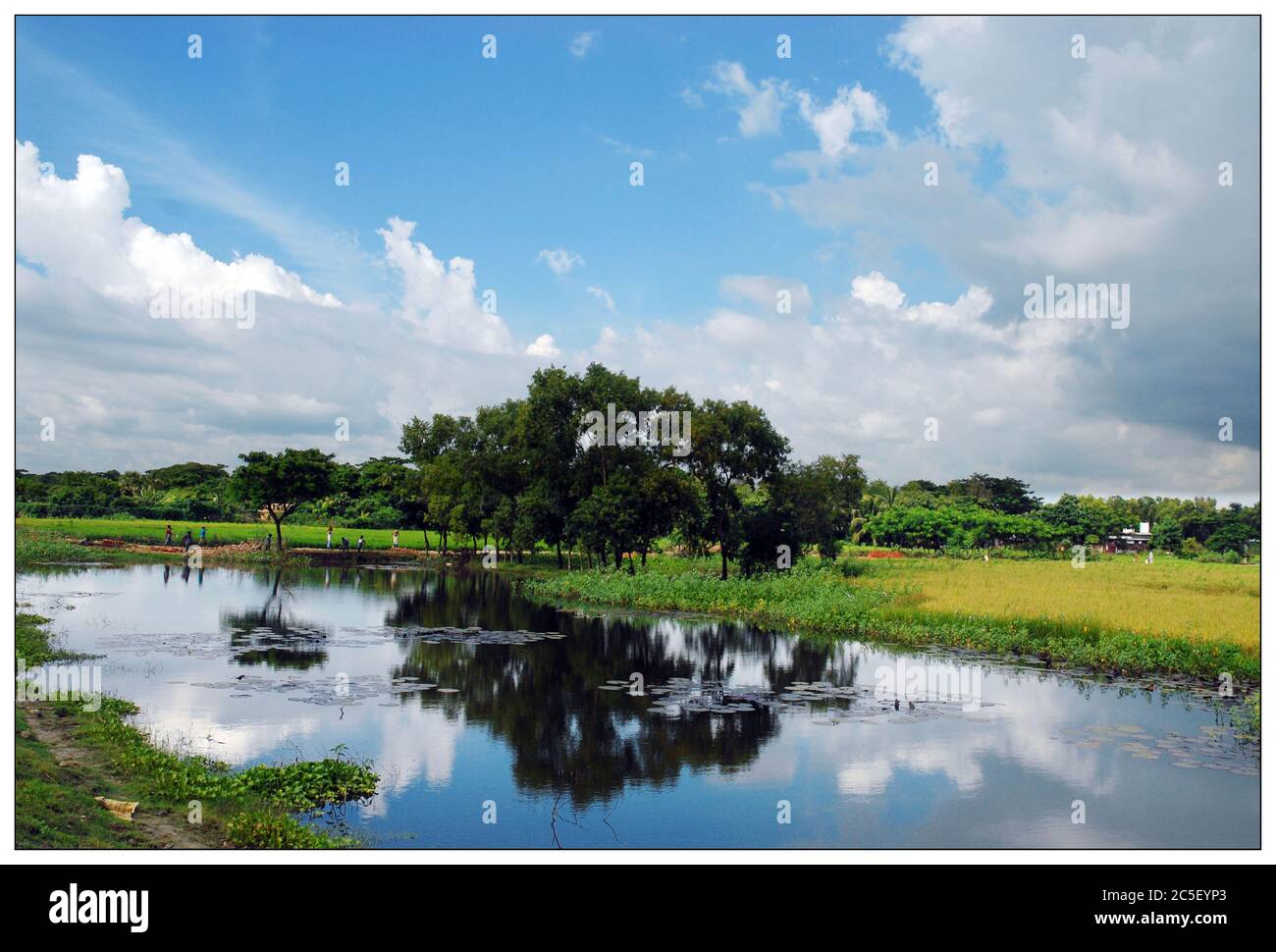 Landscape. Dakkhin Kattuli, Chittagong, Bangladesh. September 18, 2007 ...