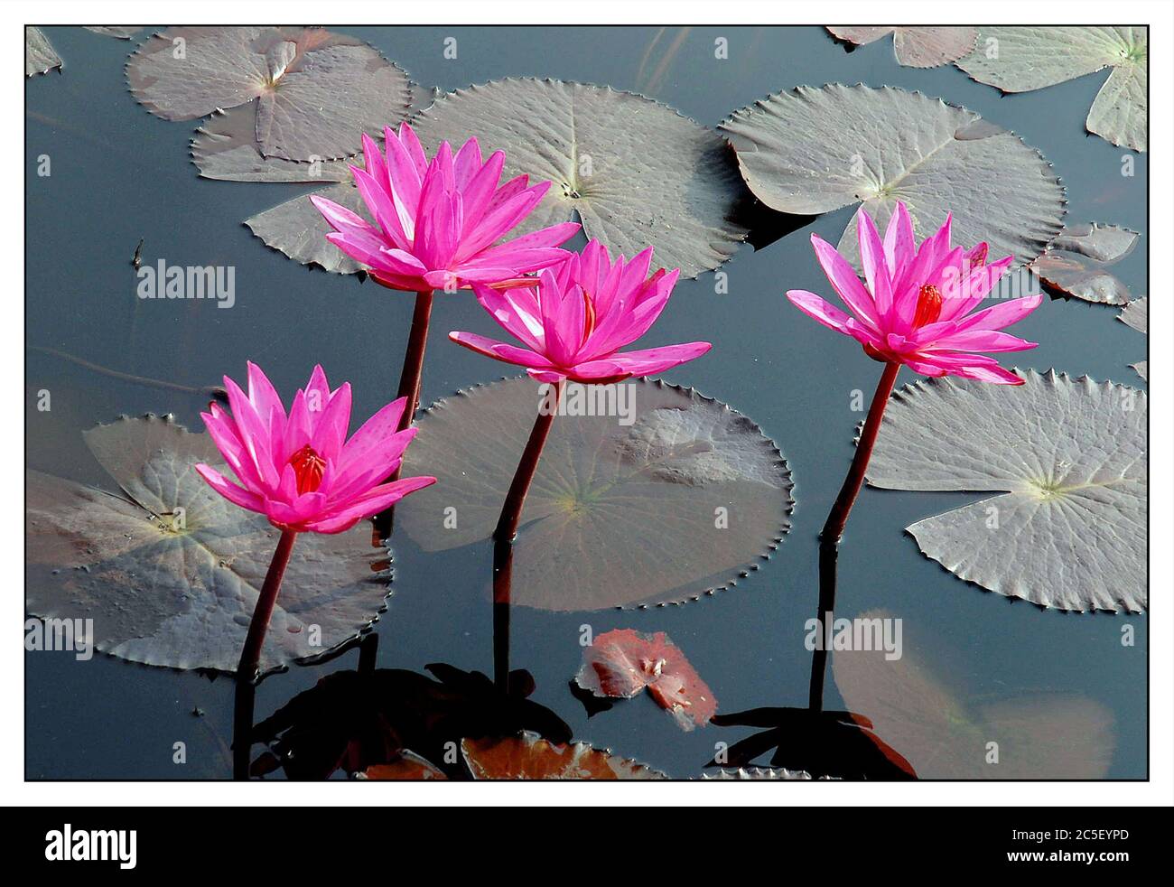 Water lily (Shapla), the National flower of Bangladesh. November 30 ...