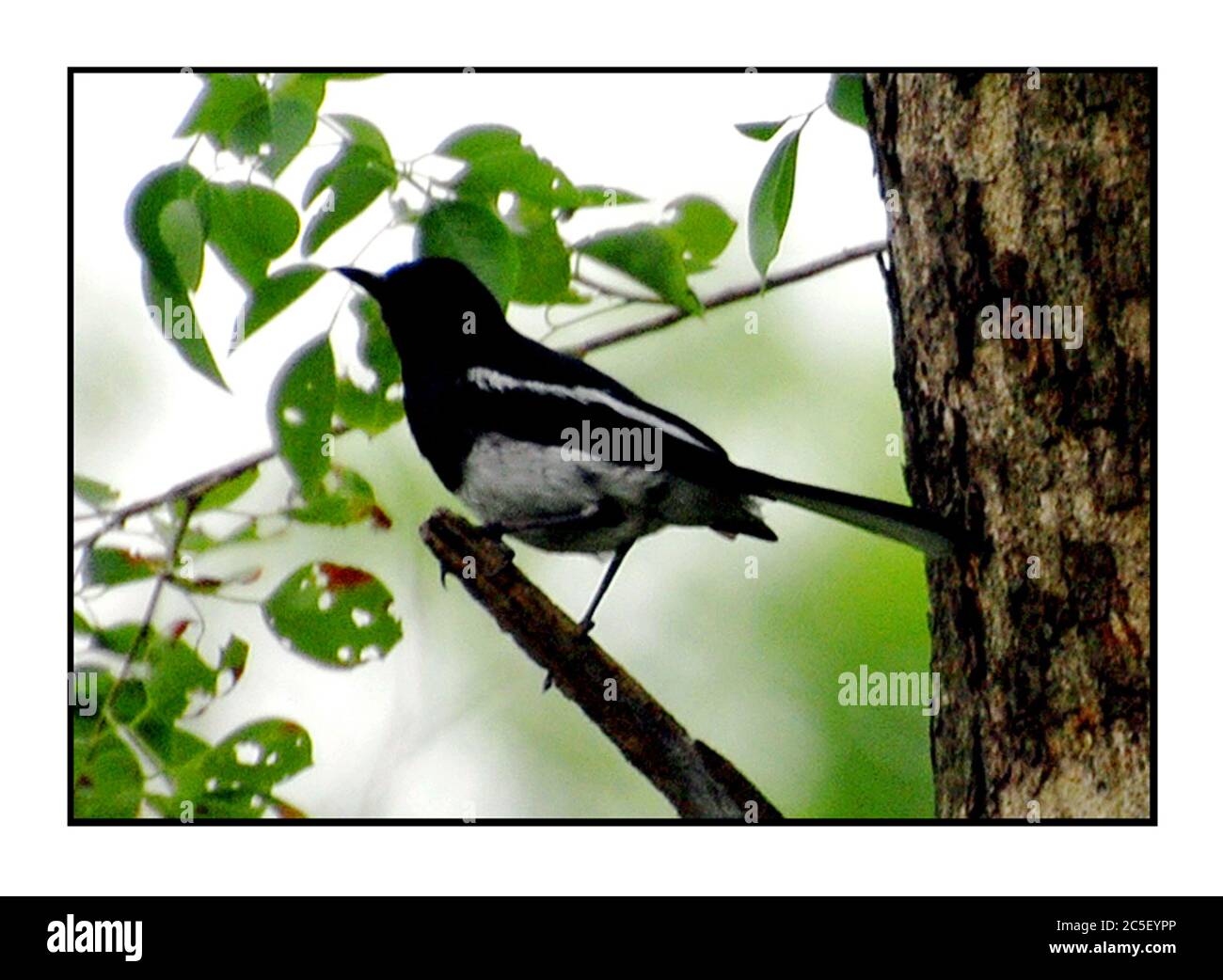 National bird of bangladesh Cut Out Stock Images & Pictures - Alamy