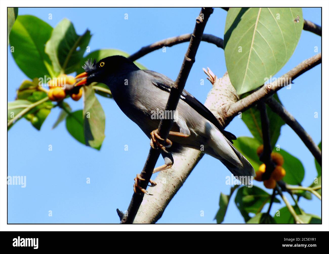 Myna nest Cut Out Stock Images & Pictures - Alamy