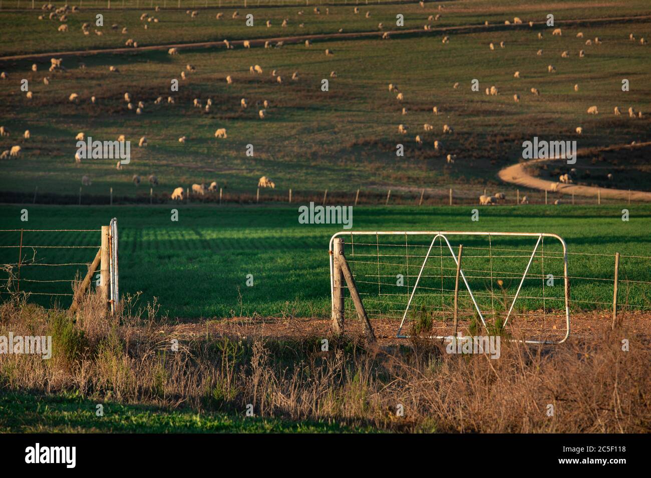 Open gate leads into farm with sheep in the background Stock Photo - Alamy
