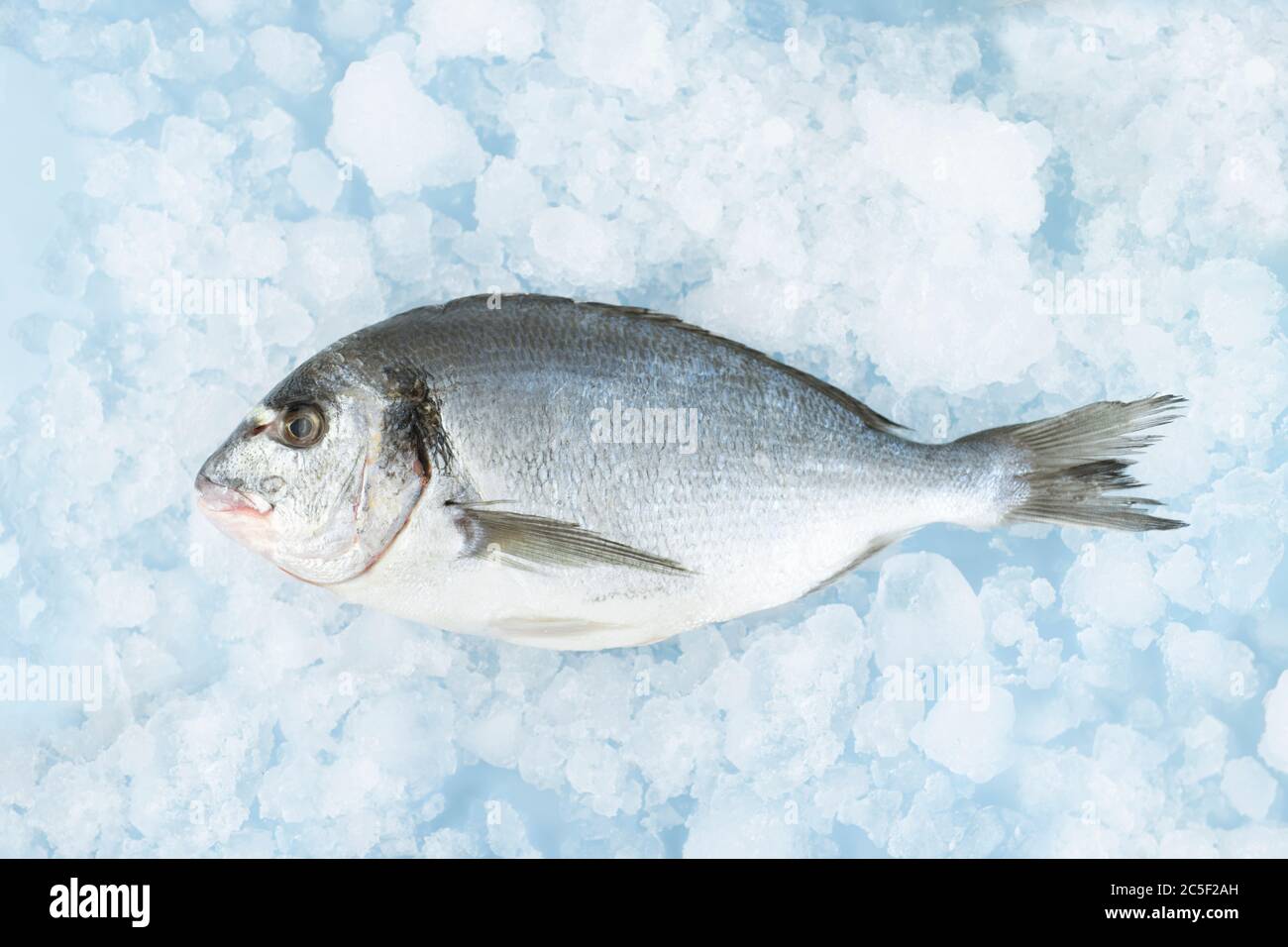 Dorada fish hi-res stock photography and images - Alamy