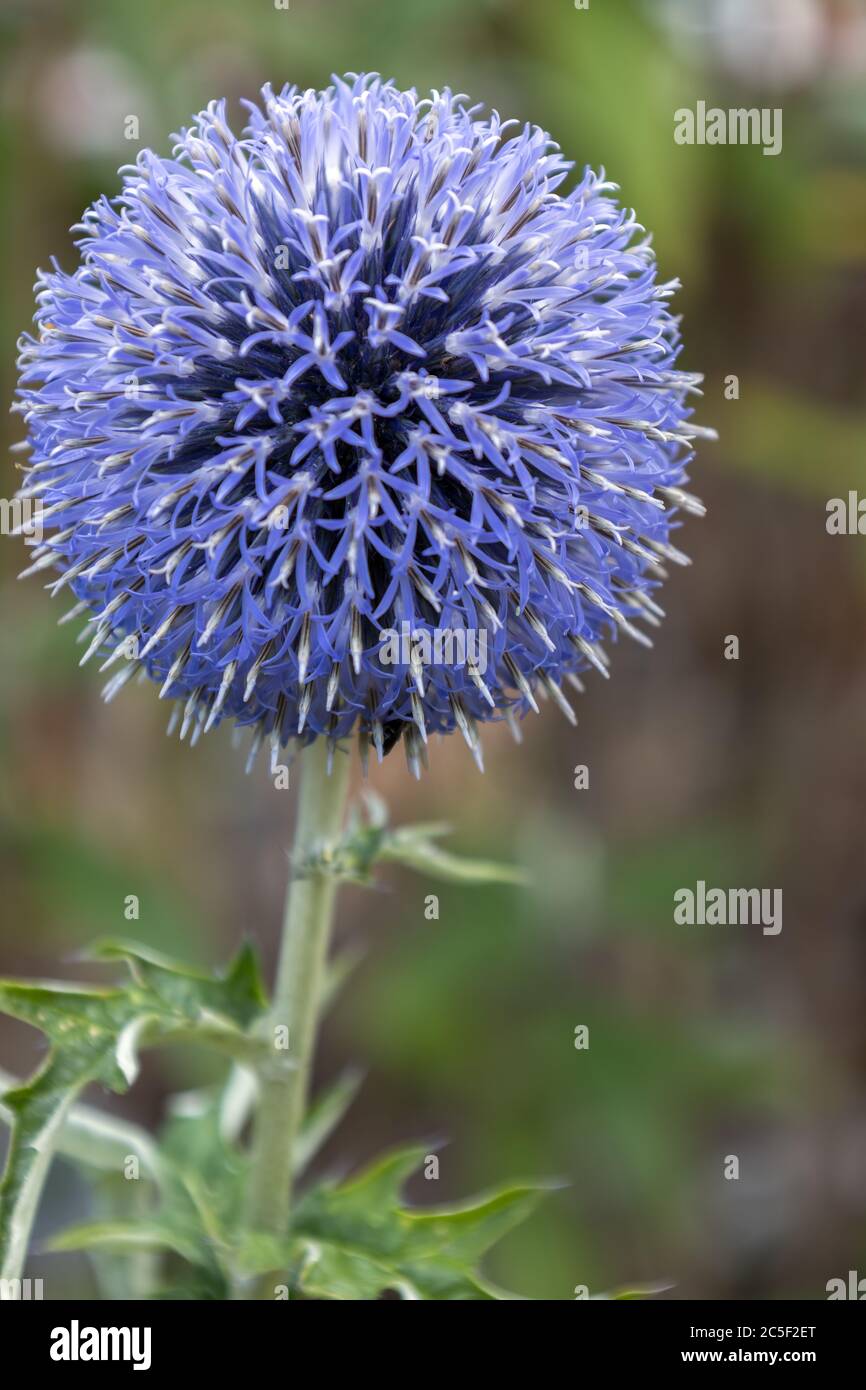 Blue allium hi-res stock photography and images - Alamy