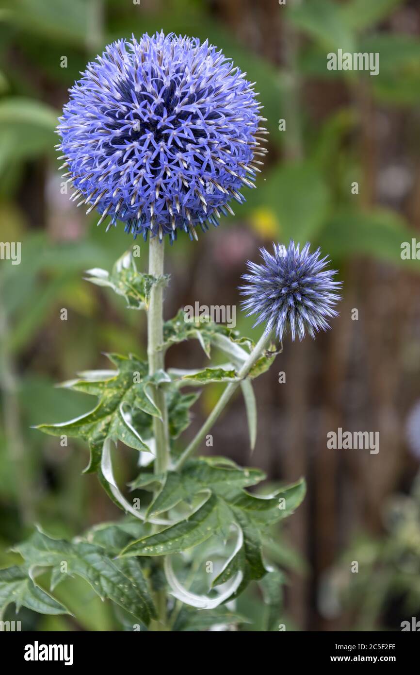 Blue Allium High Resolution Stock Photography and Images - Alamy