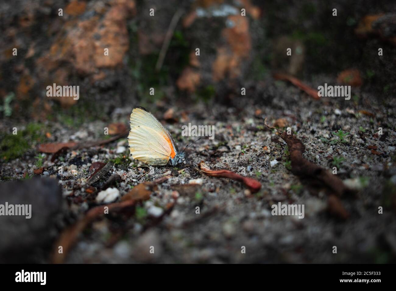 A butterfly standing on the ground before take-off Stock Photo - Alamy
